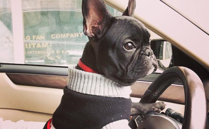 Man Arrested For DUI Claims That His Dog Was The One Driving Under The ...