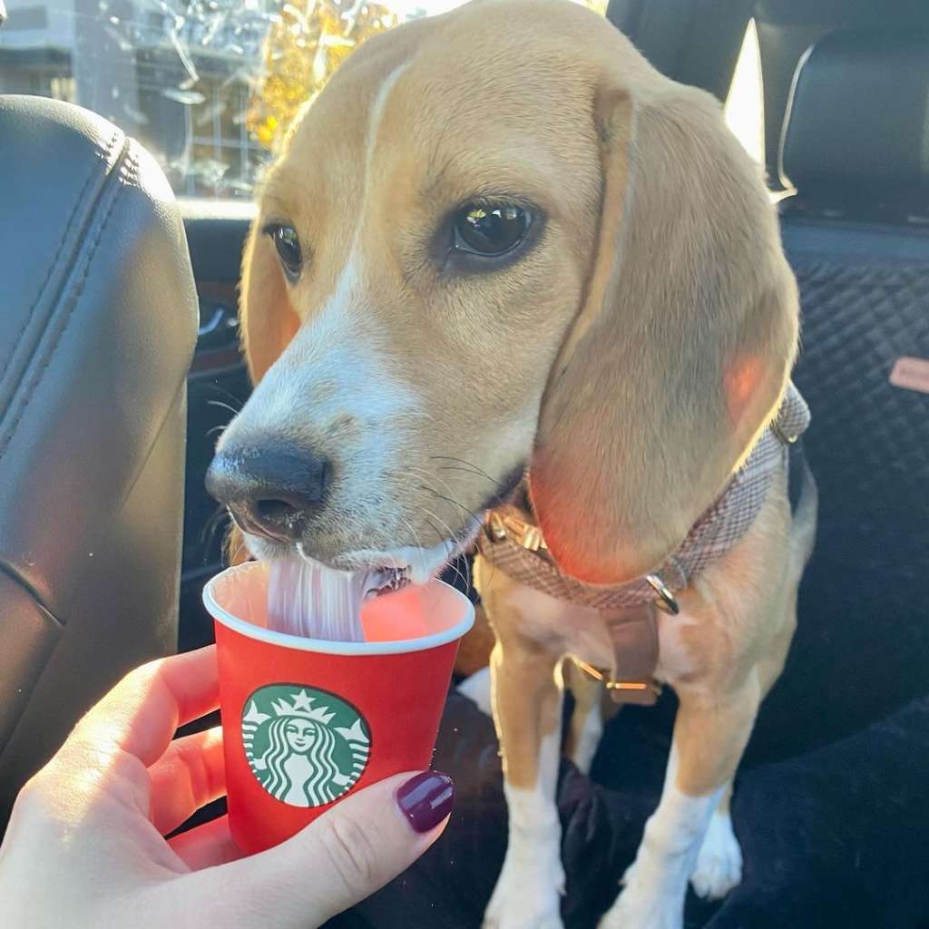 What Is A Starbucks Puppuccino Is It Free BARKPost
