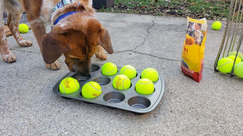 9 DIY Dog Enrichment Toys You Can Make At Home BARK Post