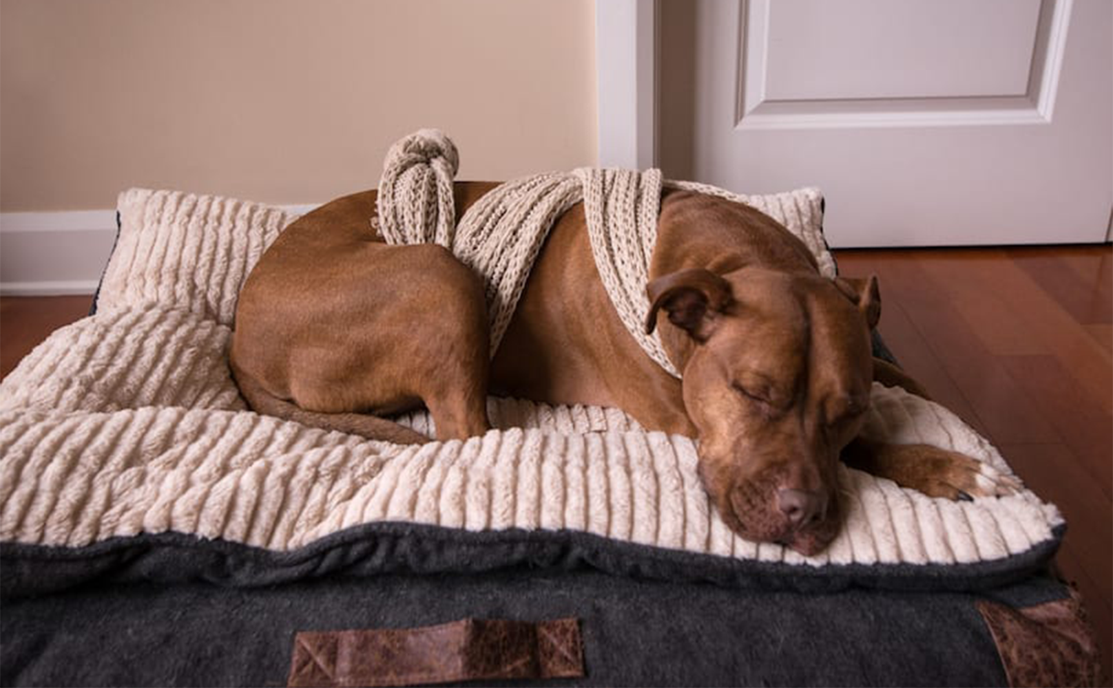 How To Make A DIY Anxiety Wrap To Calm A Nervous Dog BARK Post