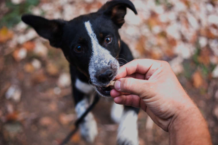 Unsafe Dog Treats How To Pick Safe And Healthy Treats BARK Post unsafe-dog-treats-how-to-pick-safe-and-healthy-treats-bark-post