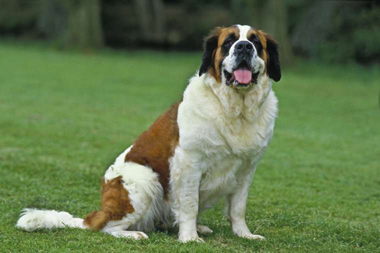 Saint Bernard Breed Information Guide: Photos, Traits, & Care - BARK Post