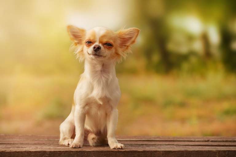 10 Chihuahua Fun Facts Bark Post 10-chihuahua-fun-facts-bark-post